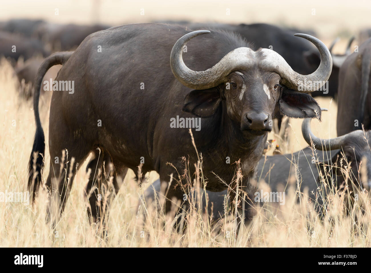 African buffalo or cape buffalo (Syncerus caffer), Maasai Mara National ...
