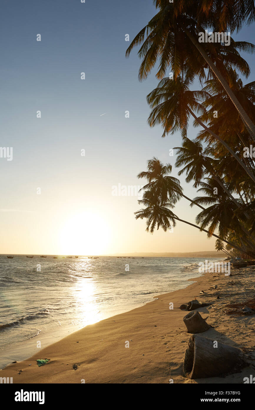 Palm against the sunset over the sea Stock Photo - Alamy