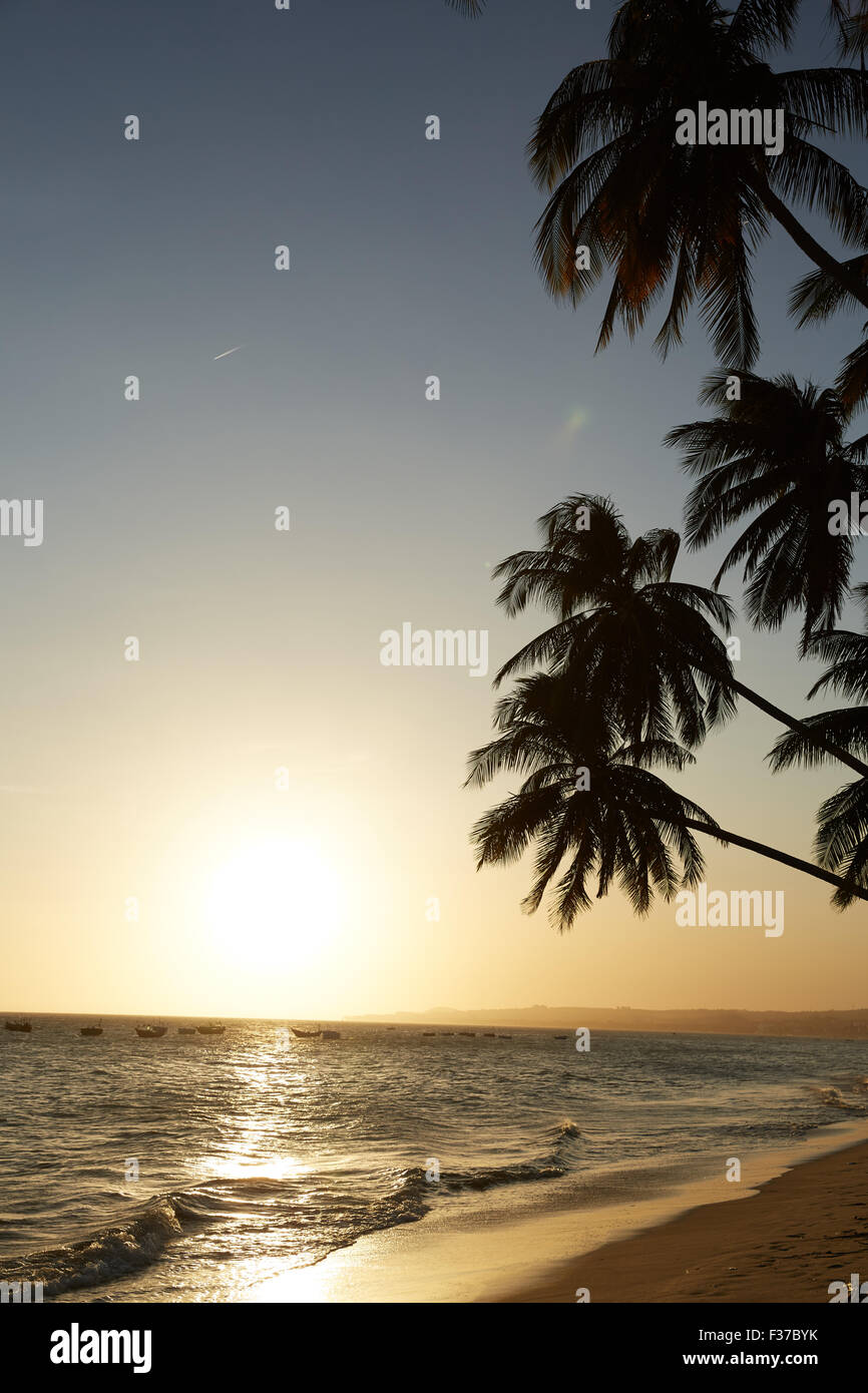 Palm against the sunset over the sea Stock Photo - Alamy