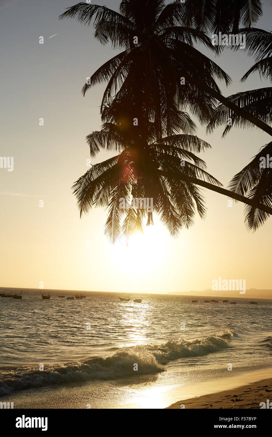 Palm against the sunset over the sea Stock Photo - Alamy