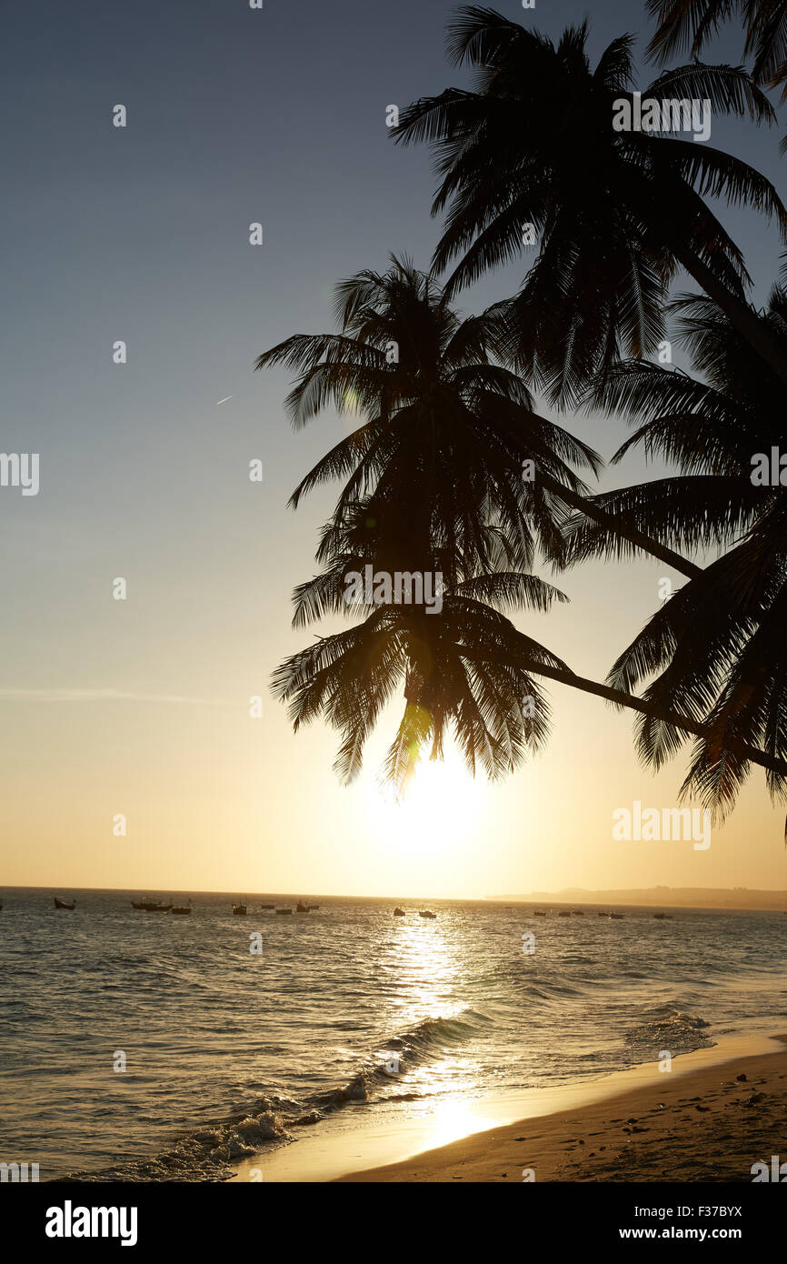 Palm against the sunset over the sea Stock Photo - Alamy