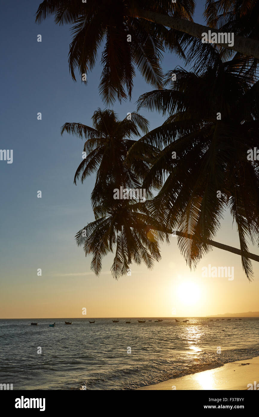 Palm against the sunset over the sea Stock Photo - Alamy