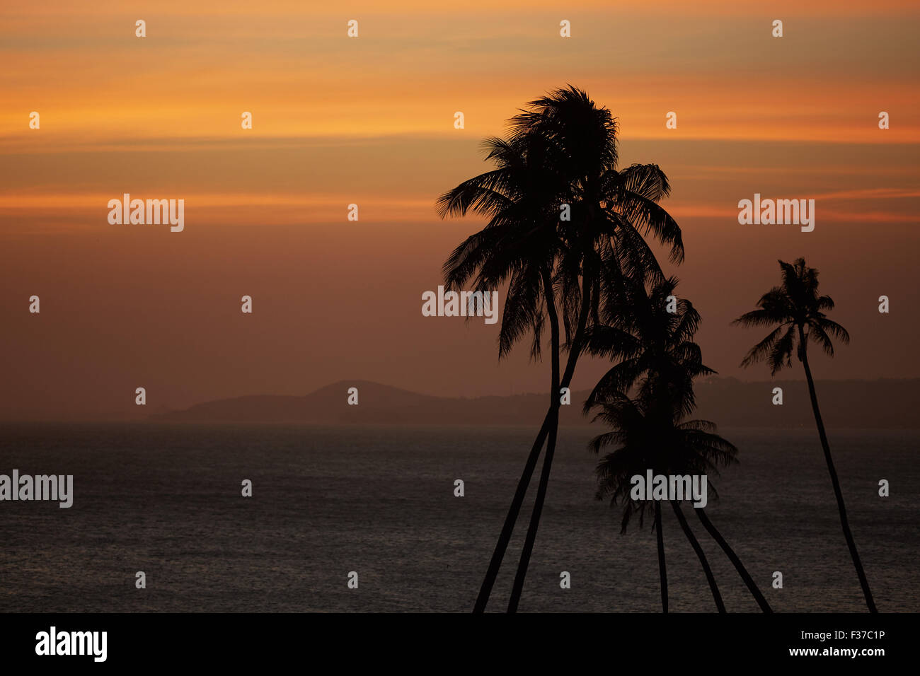 Palm against the sunset over the sea Stock Photo - Alamy