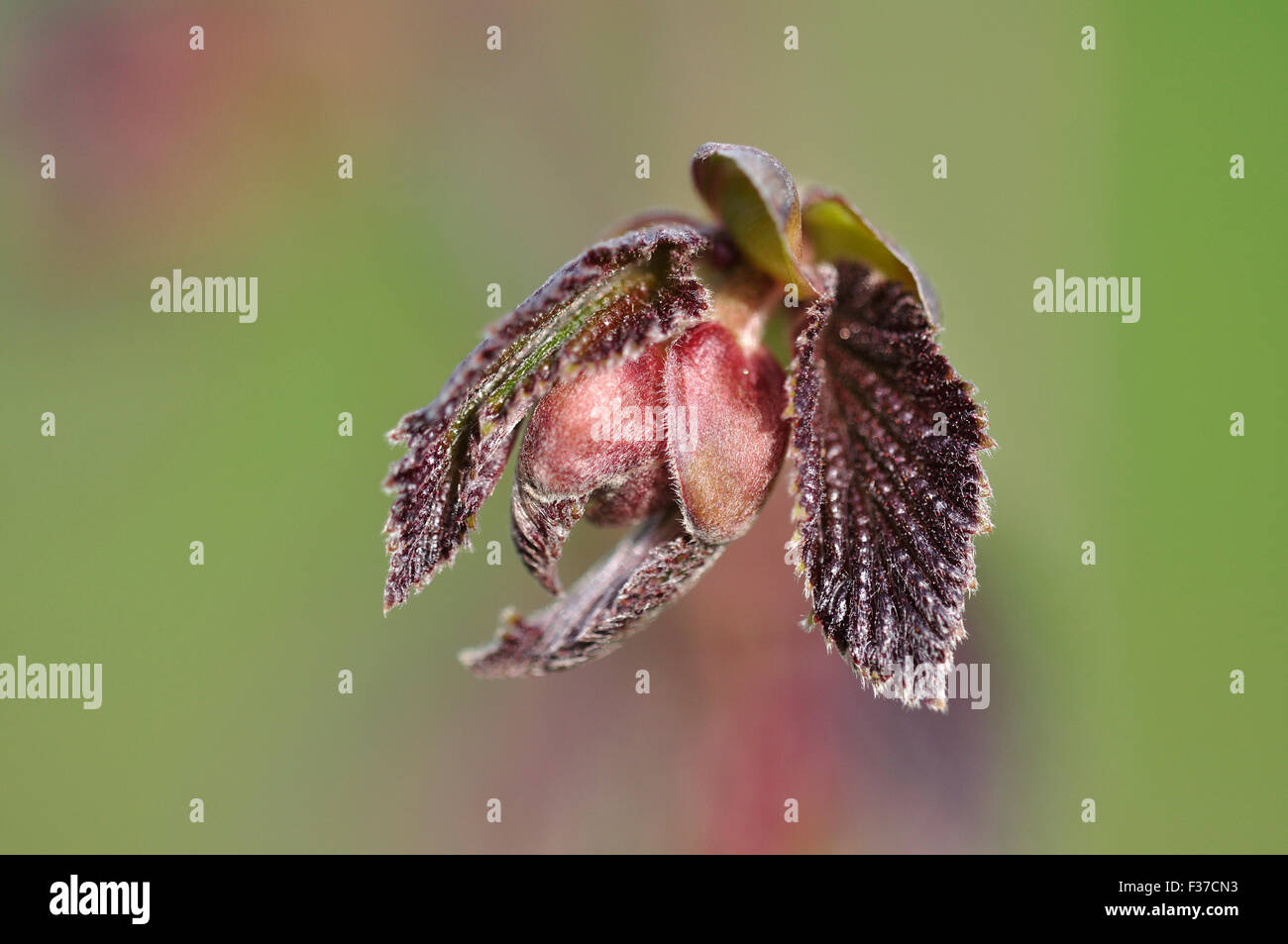 Corylus maxima ‘purpurea’ hi-res stock photography and images - Alamy