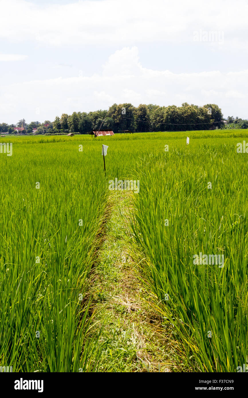 Thai paddy field hi-res stock photography and images - Alamy