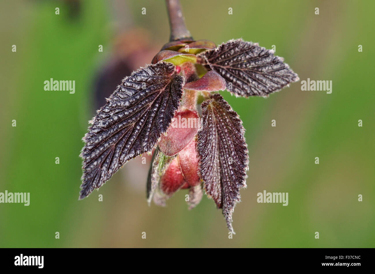 The leaves of purple filbert UK Stock Photo - Alamy