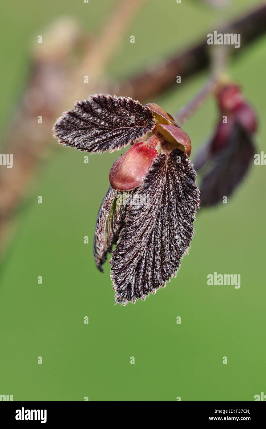 Filbert leaf hi-res stock photography and images - Alamy