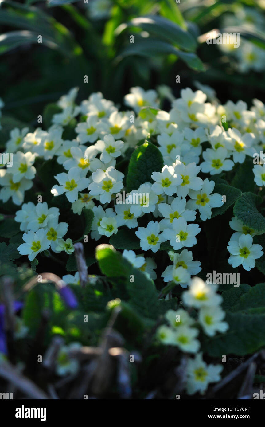 A clump of primroses in the spring UK Stock Photo - Alamy