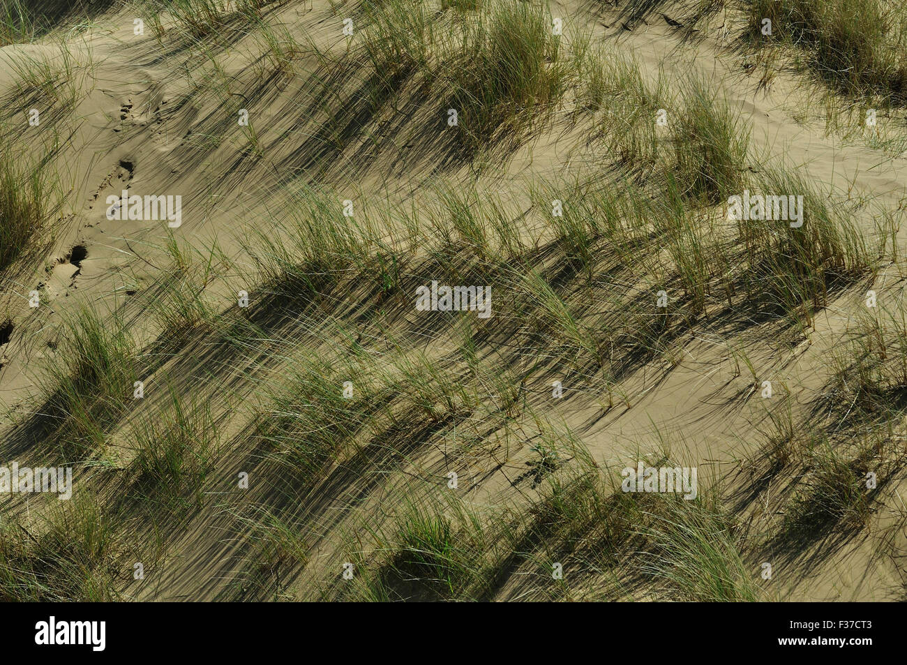 Wind swept Braunton Burrows sand dune Devon UK Stock Photo - Alamy