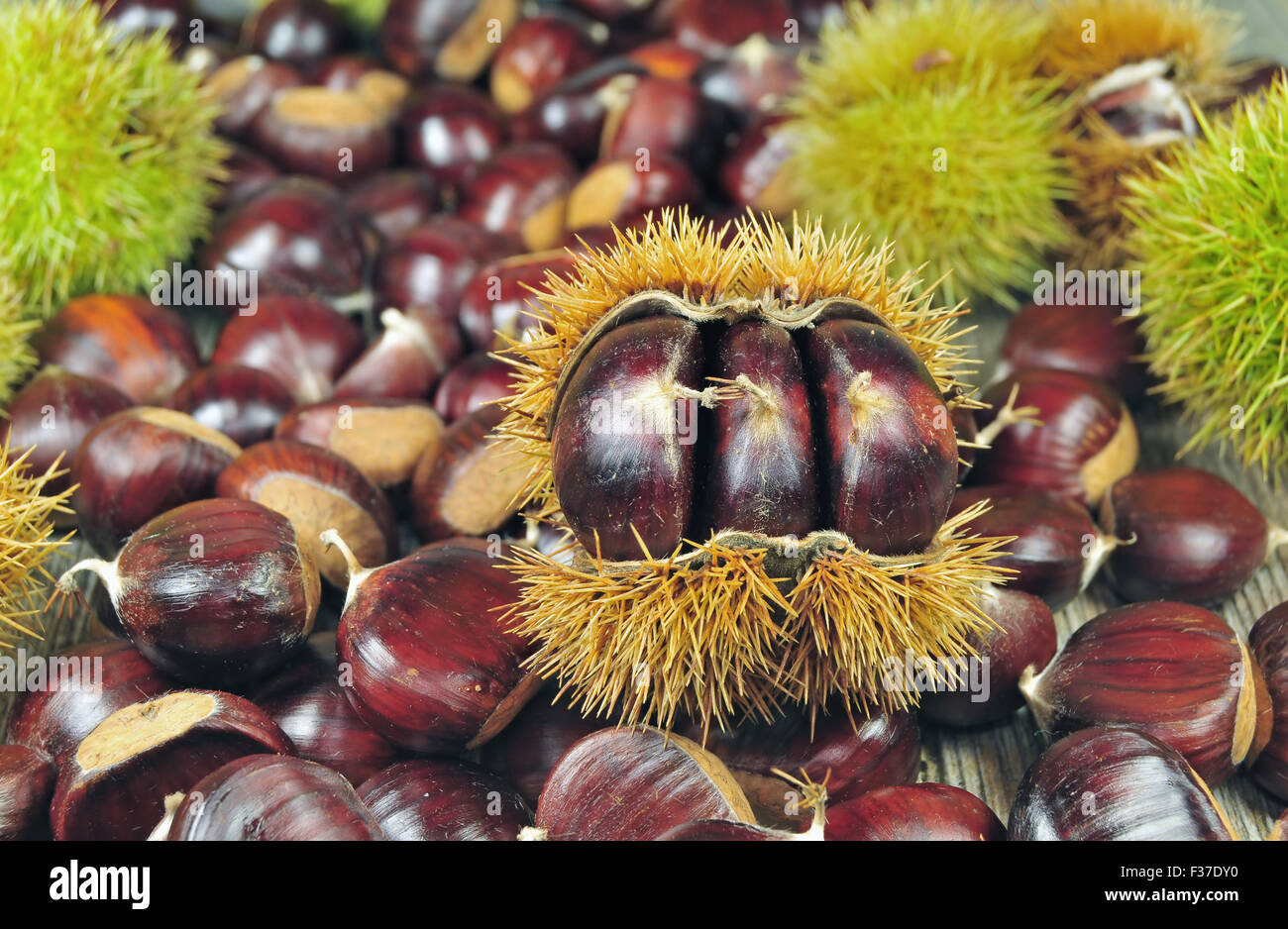 Close up photo of bunch of chestnuts Stock Photo - Alamy