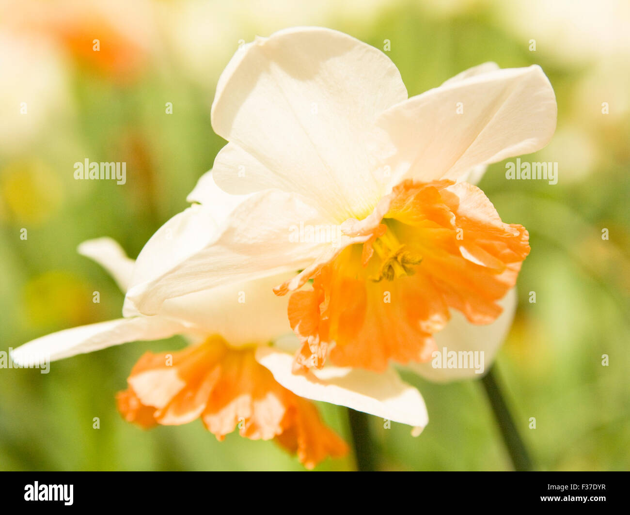 One flower white narcissus with orange middle close view on natural ...