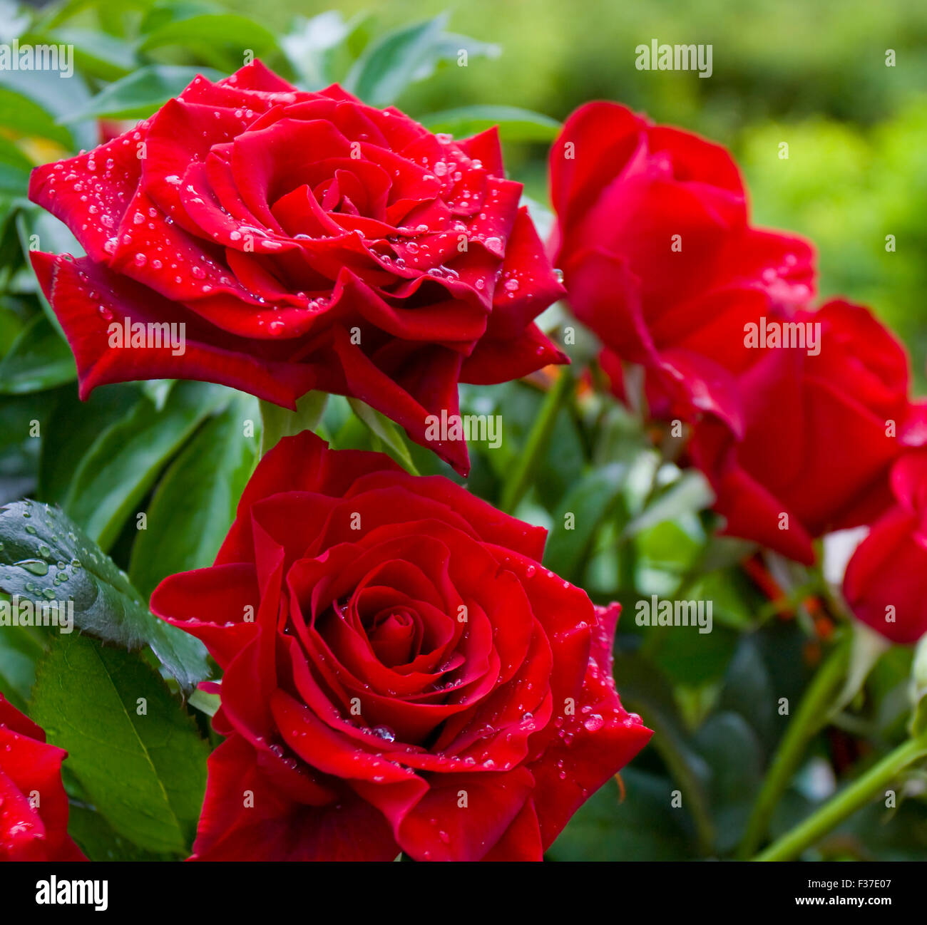 Two big roses in hi-res stock photography and images - Alamy