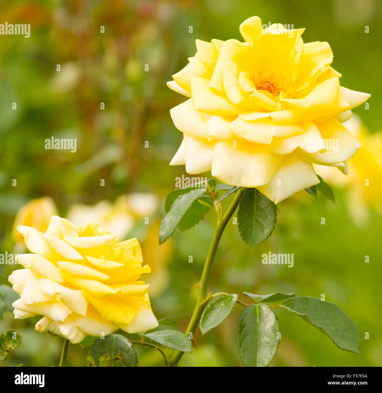 Two yellow roses on green background in garden Stock Photo - Alamy