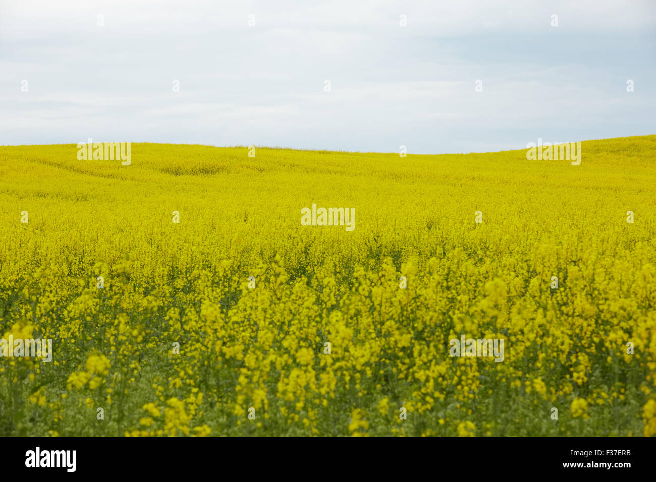 rapeseed field with yellow flowers Stock Photo - Alamy
