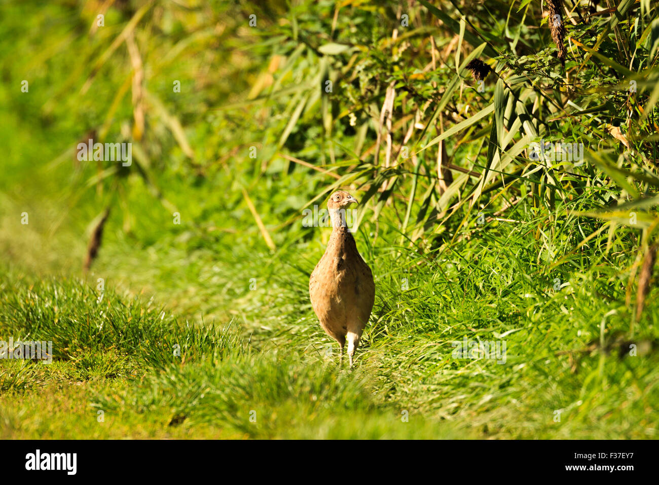 Pheasant tail grass hi-res stock photography and images - Alamy