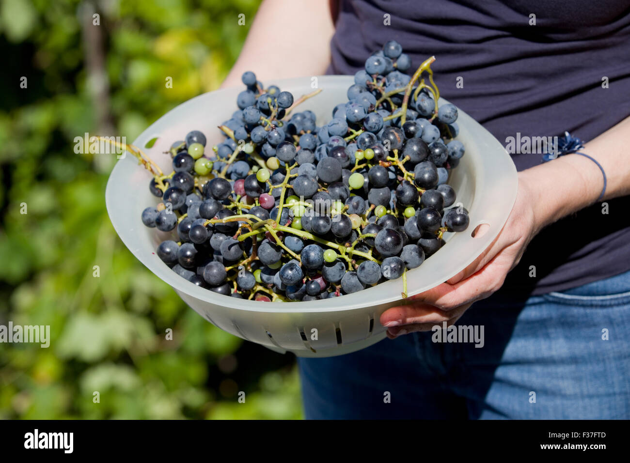 hands holding fresh bunch of grapes in the vineyard Stock Photo - Alamy