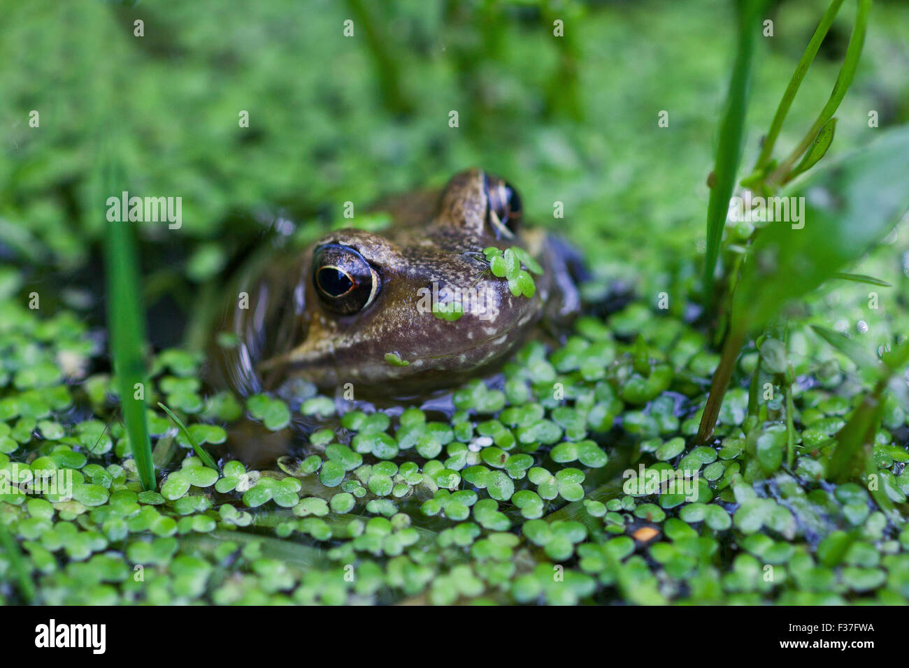 Pond covered in algae hi-res stock photography and images - Alamy