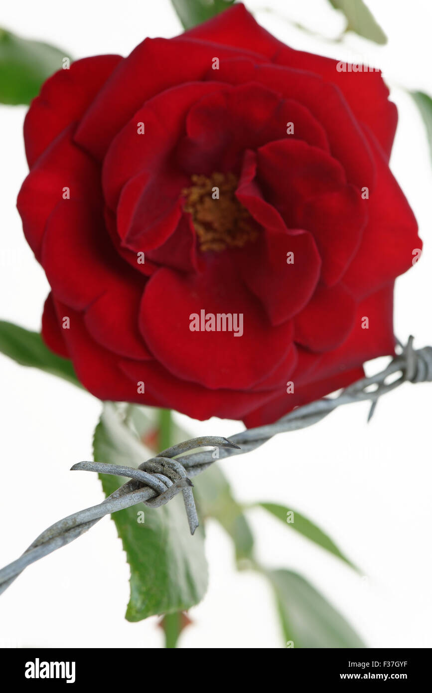 Rose behind barbed wire symbolising constraint or restriction Stock ...