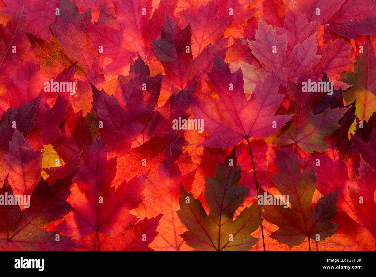 Red Maple Tree Foliage in Autumn Colors Background Stock Photo - Alamy