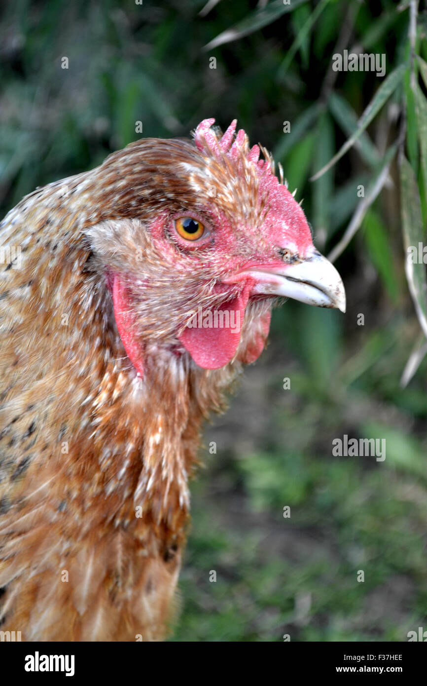 Chicken beak hi-res stock photography and images - Alamy