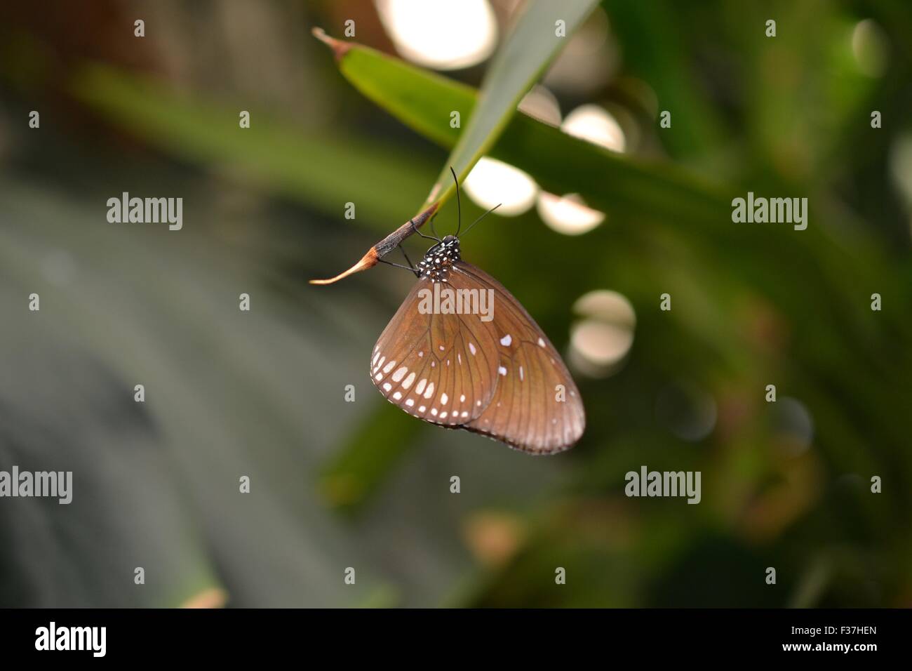 Common crow butterfly on leaf Stock Photo - Alamy