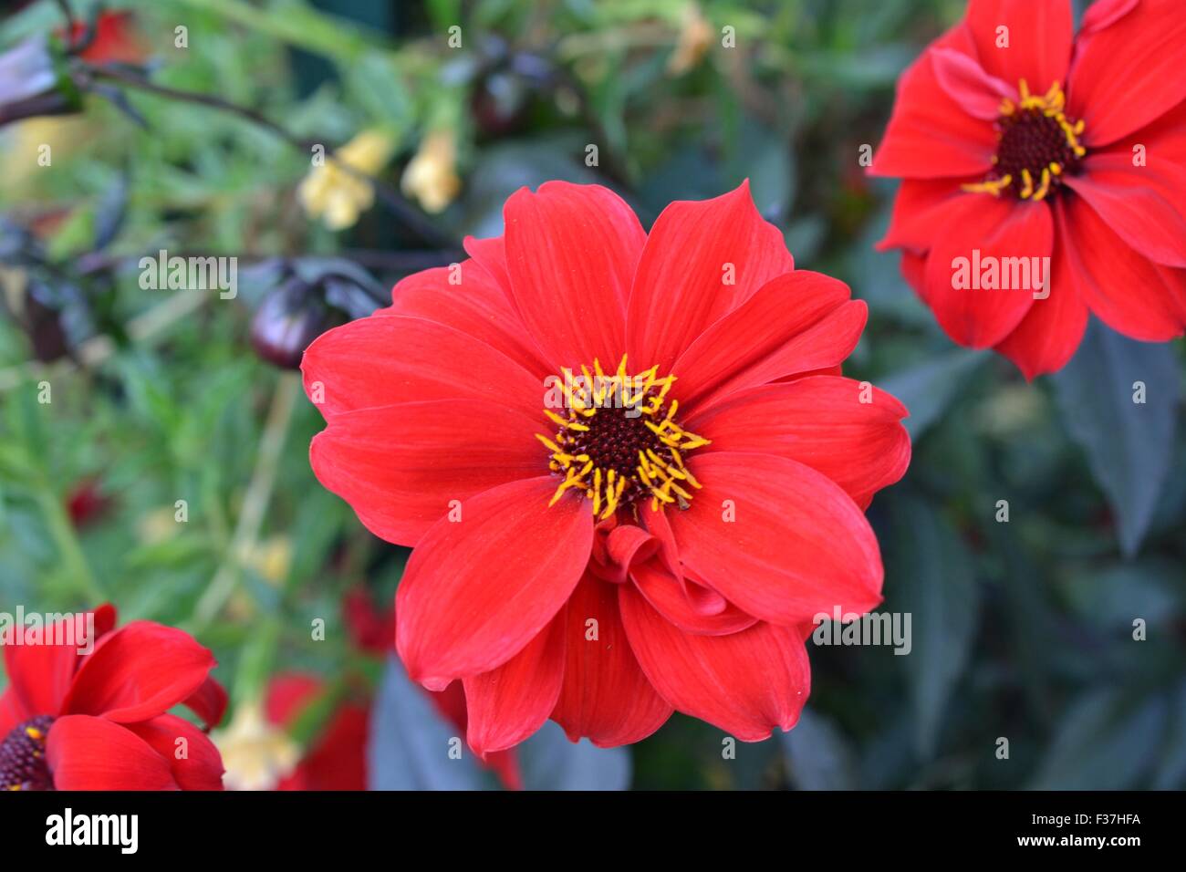 Red dahlia Coccinea Stock Photo - Alamy