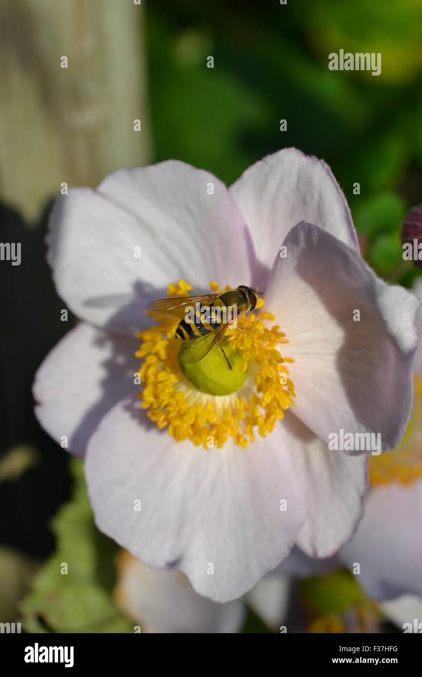 Yellow Jacket collecting pollen Stock Photo - Alamy