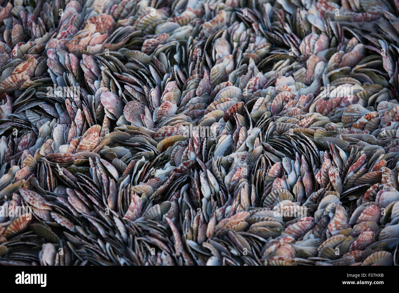 texture set of mollusk shells, mussels Stock Photo - Alamy