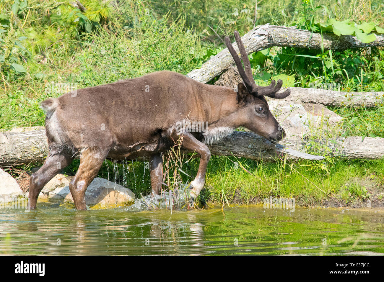 A Woodland Caribou calf Stock Photo - Alamy