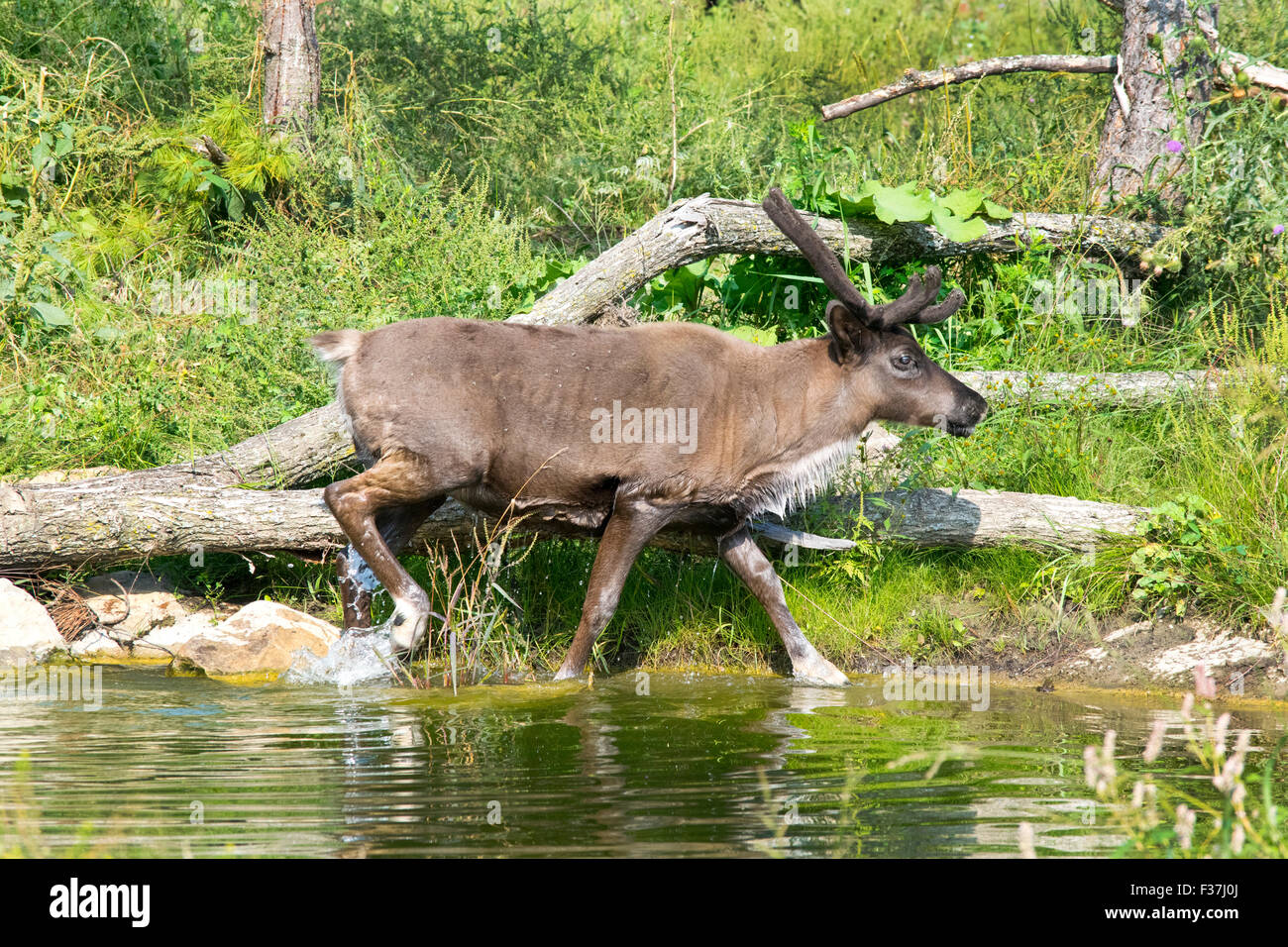 A Woodland Caribou calf Stock Photo - Alamy