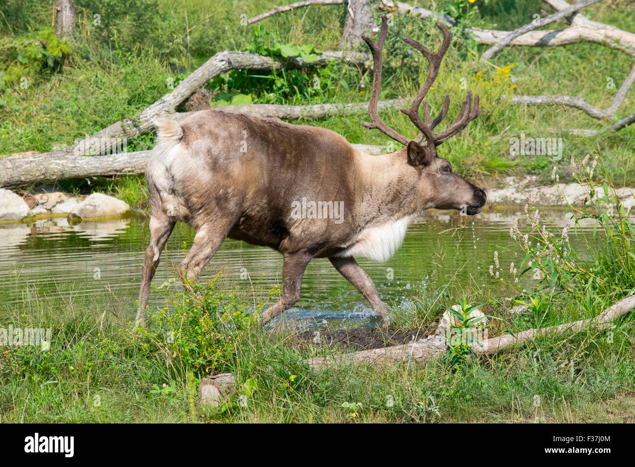 Woodland caribou quebec hi-res stock photography and images - Alamy