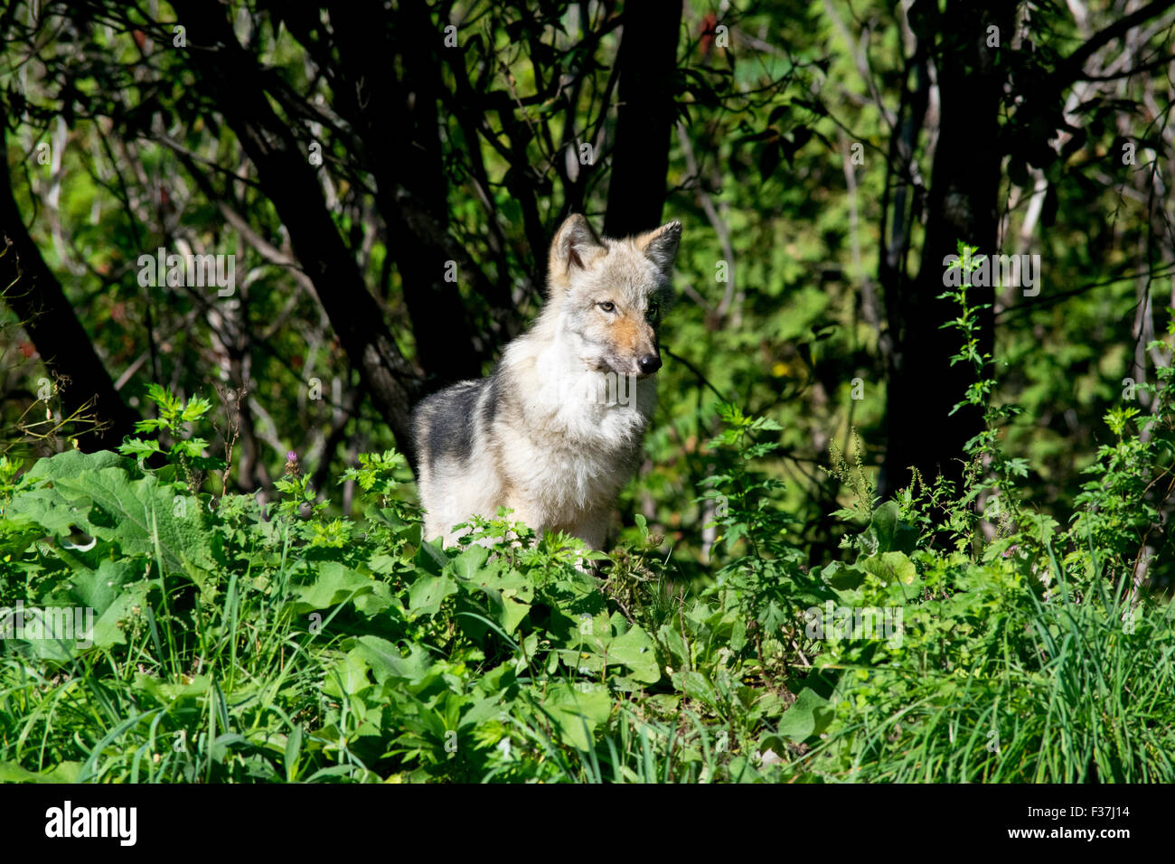 A Grey Wolf cub Stock Photo - Alamy