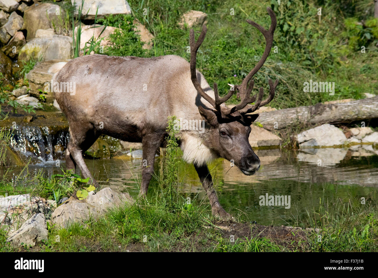 A female Woodland Caribou Stock Photo - Alamy