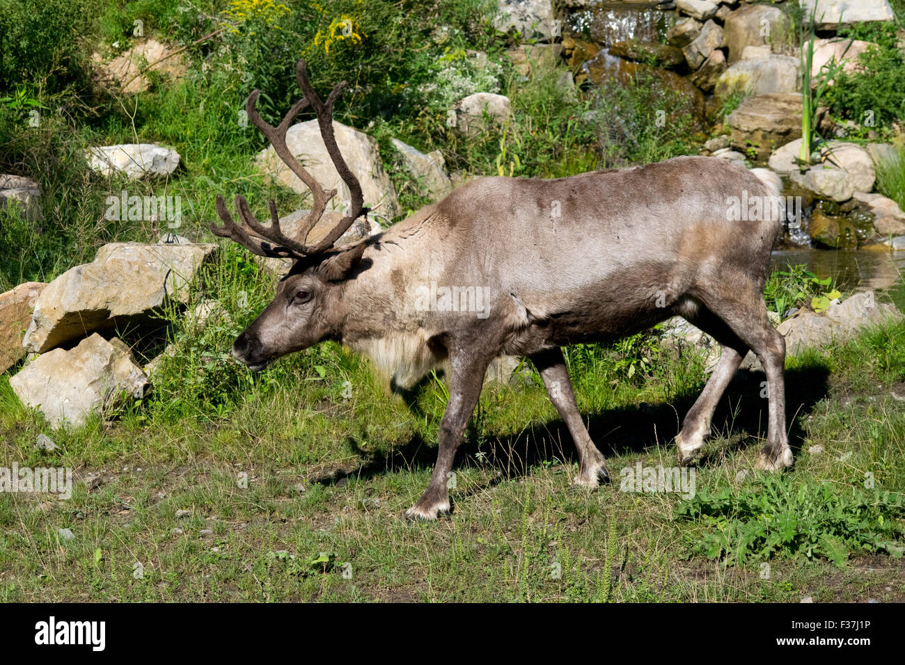 A female Woodland Caribou Stock Photo - Alamy