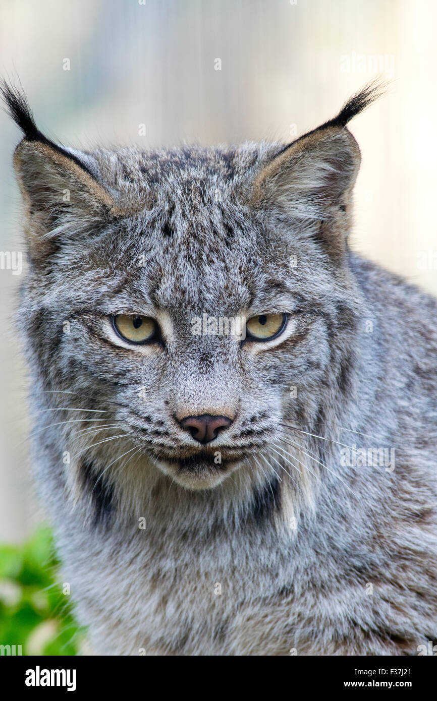 Close-up of a Canadian Lynx Stock Photo - Alamy