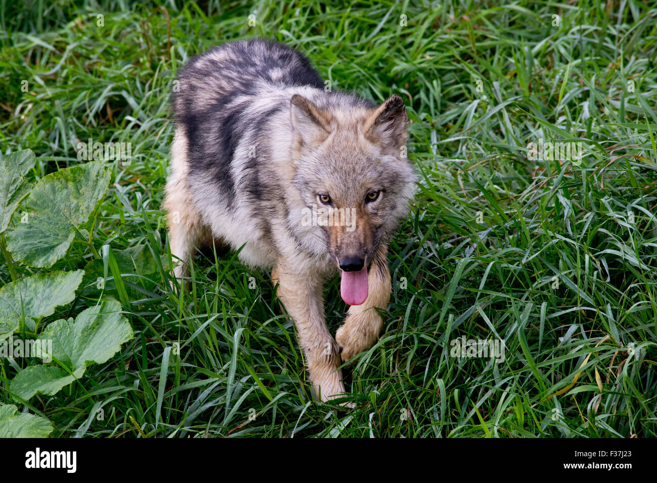 A Timber Wolf Cub Stock Photo - Alamy