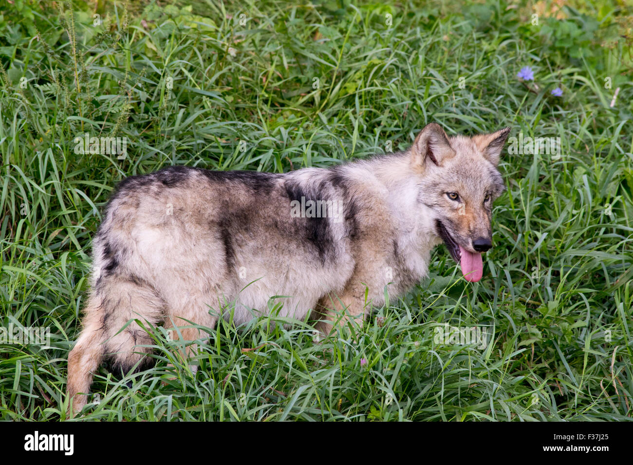 A Timber Wolf Cub Stock Photo - Alamy