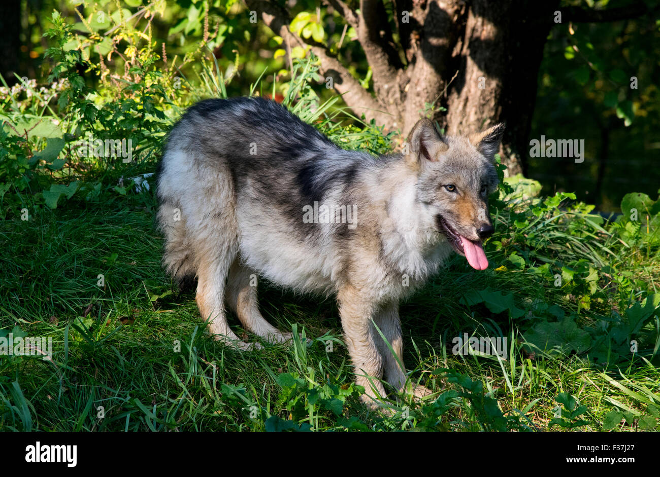 A Timber Wolf Cub Stock Photo - Alamy