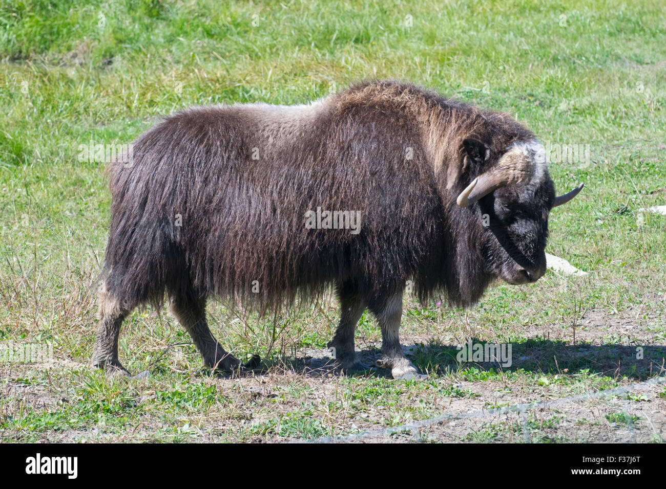 A Musk Ox Stock Photo - Alamy