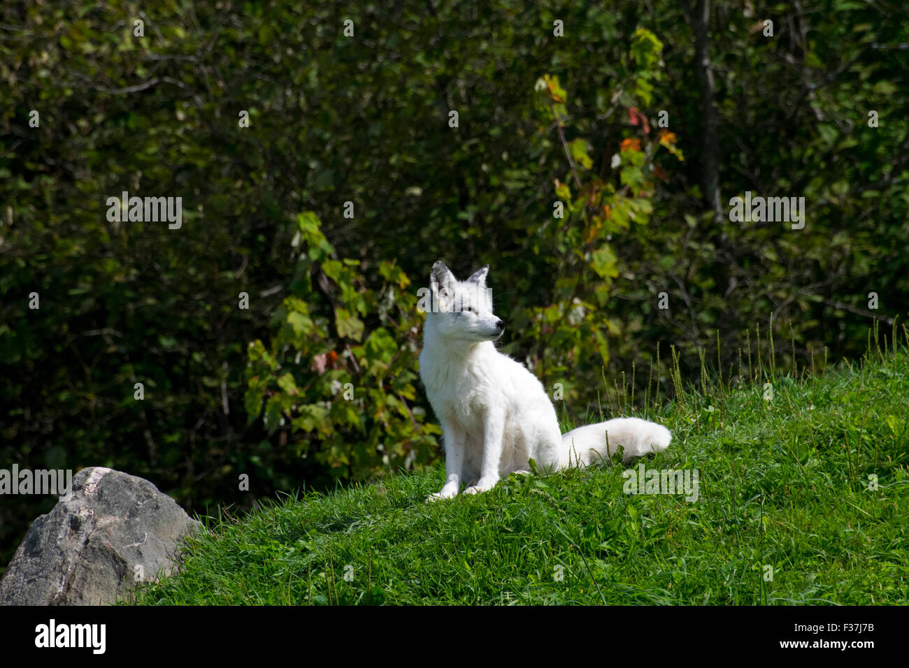 A young Arctic Fox Stock Photo - Alamy