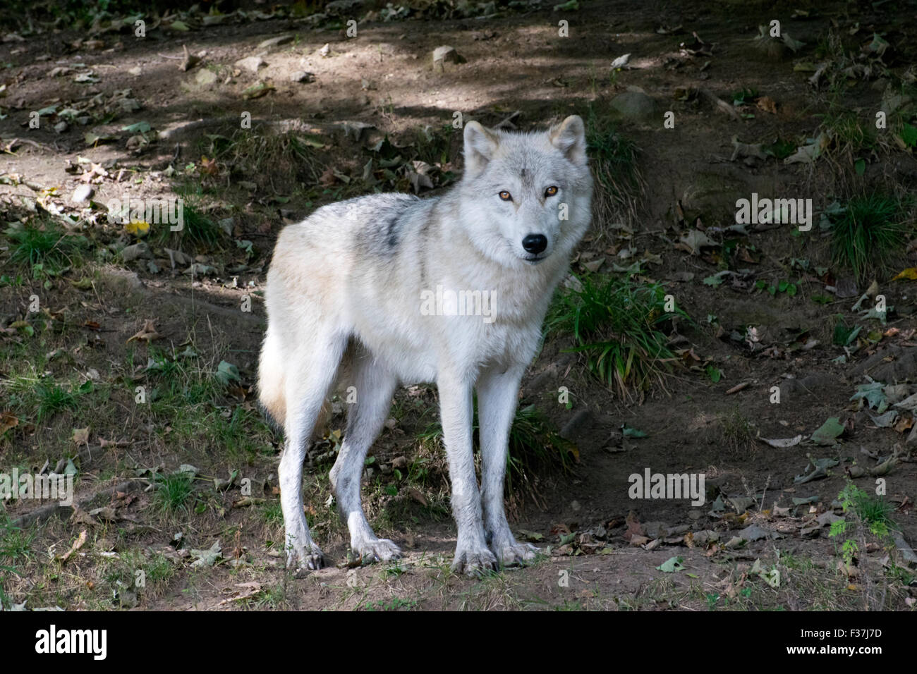 An Arctic Wolf in late summer Stock Photo - Alamy