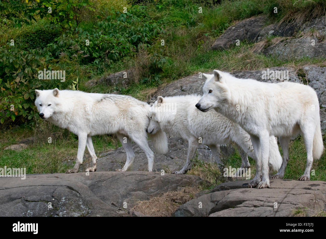 A trio of Arctic Wolves Stock Photo - Alamy