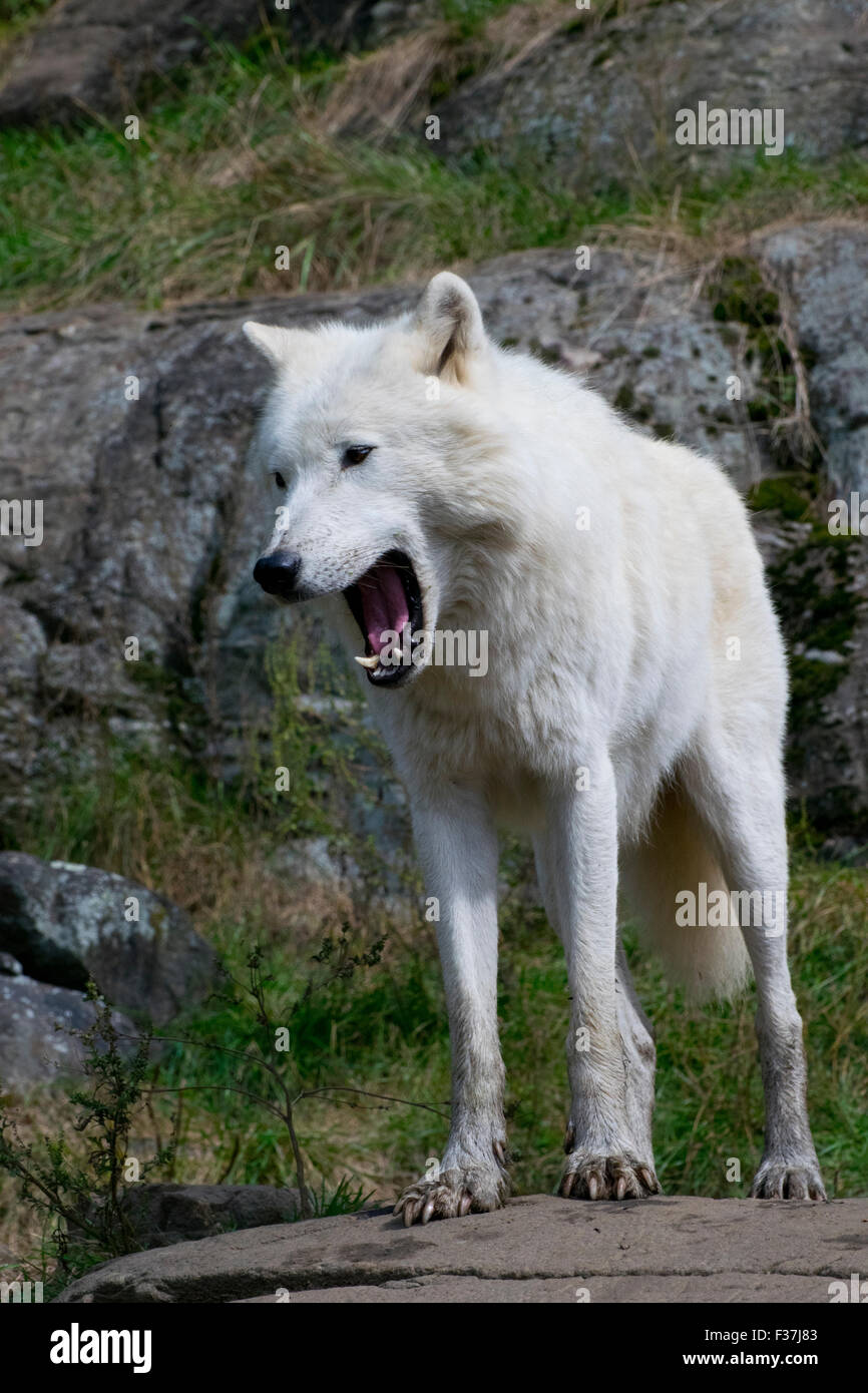 An Arctic Wolf in late summer Stock Photo - Alamy
