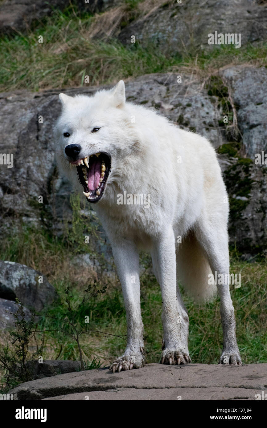 An Arctic Wolf in late summer Stock Photo - Alamy