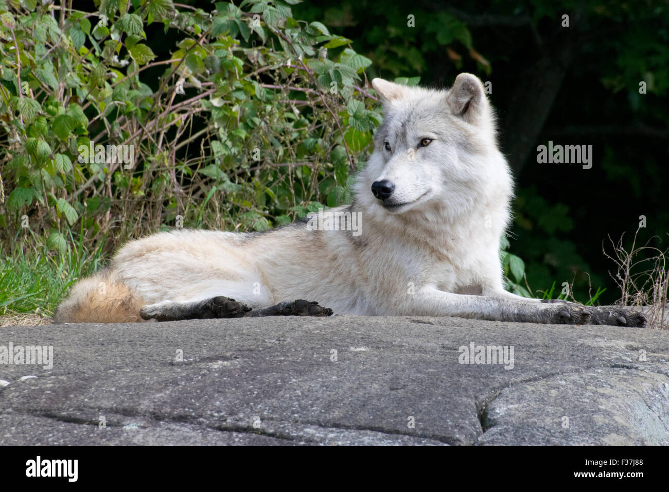 An Arctic Wolf in late summer Stock Photo - Alamy