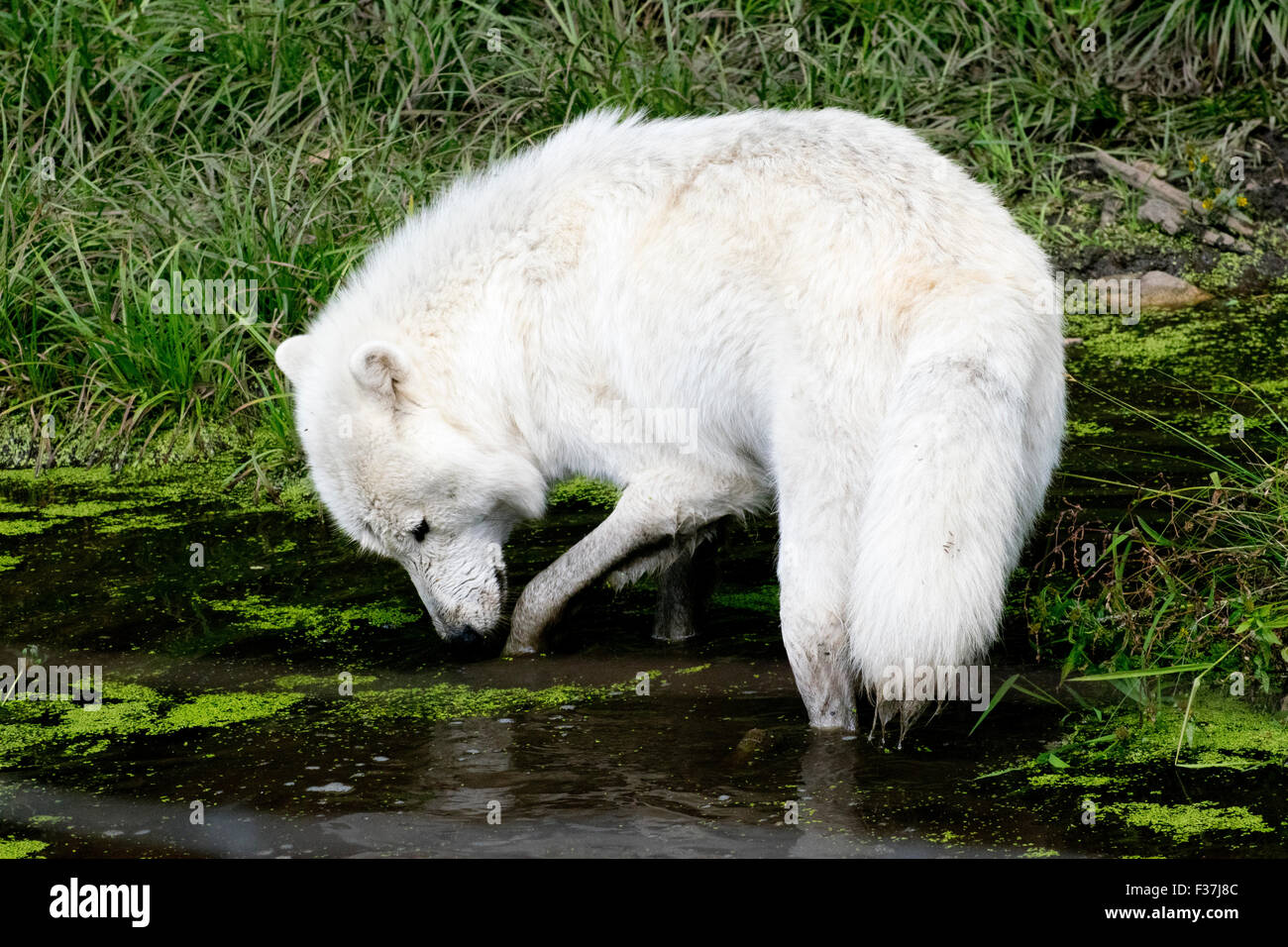 An Arctic Wolf in water Stock Photo - Alamy