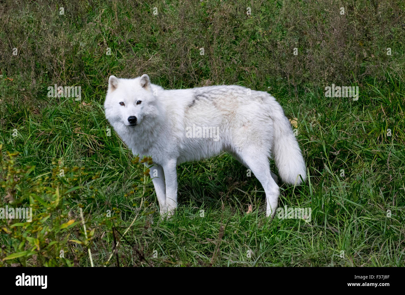 Arctic Wolf Summer High Resolution Stock Photography and Images - Alamy