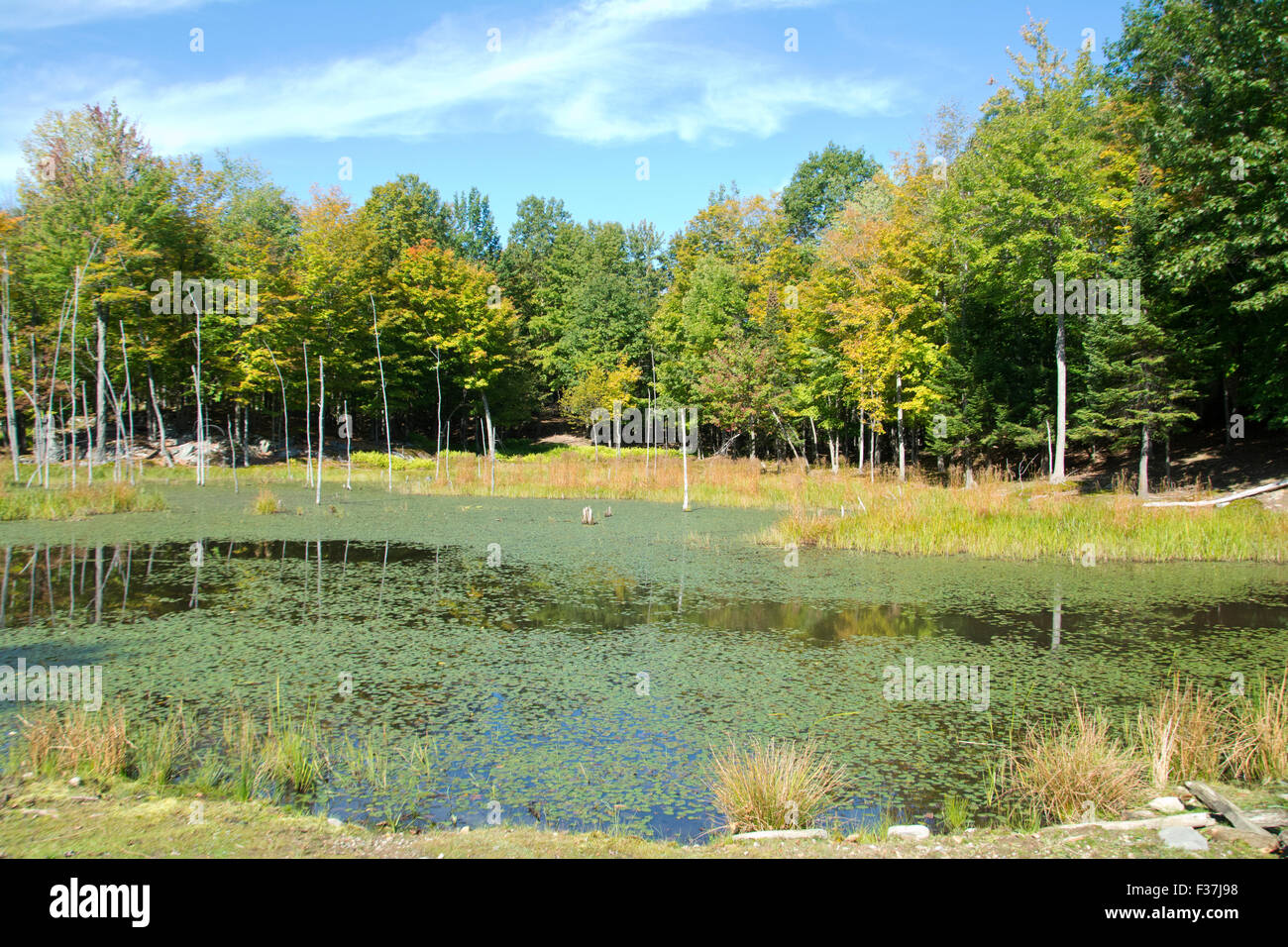 Pond scenic hi-res stock photography and images - Alamy