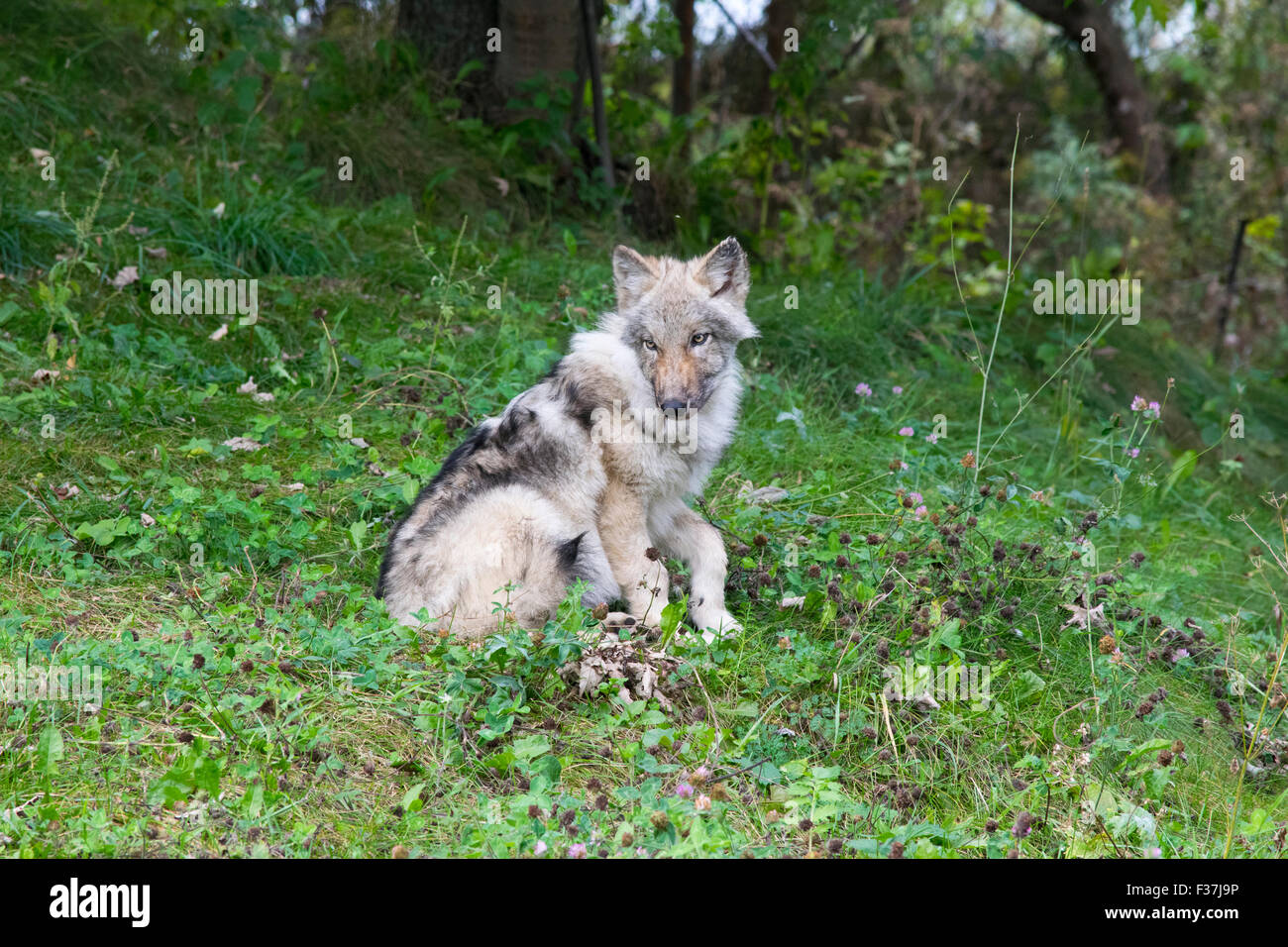 Wolf cub hi-res stock photography and images - Alamy