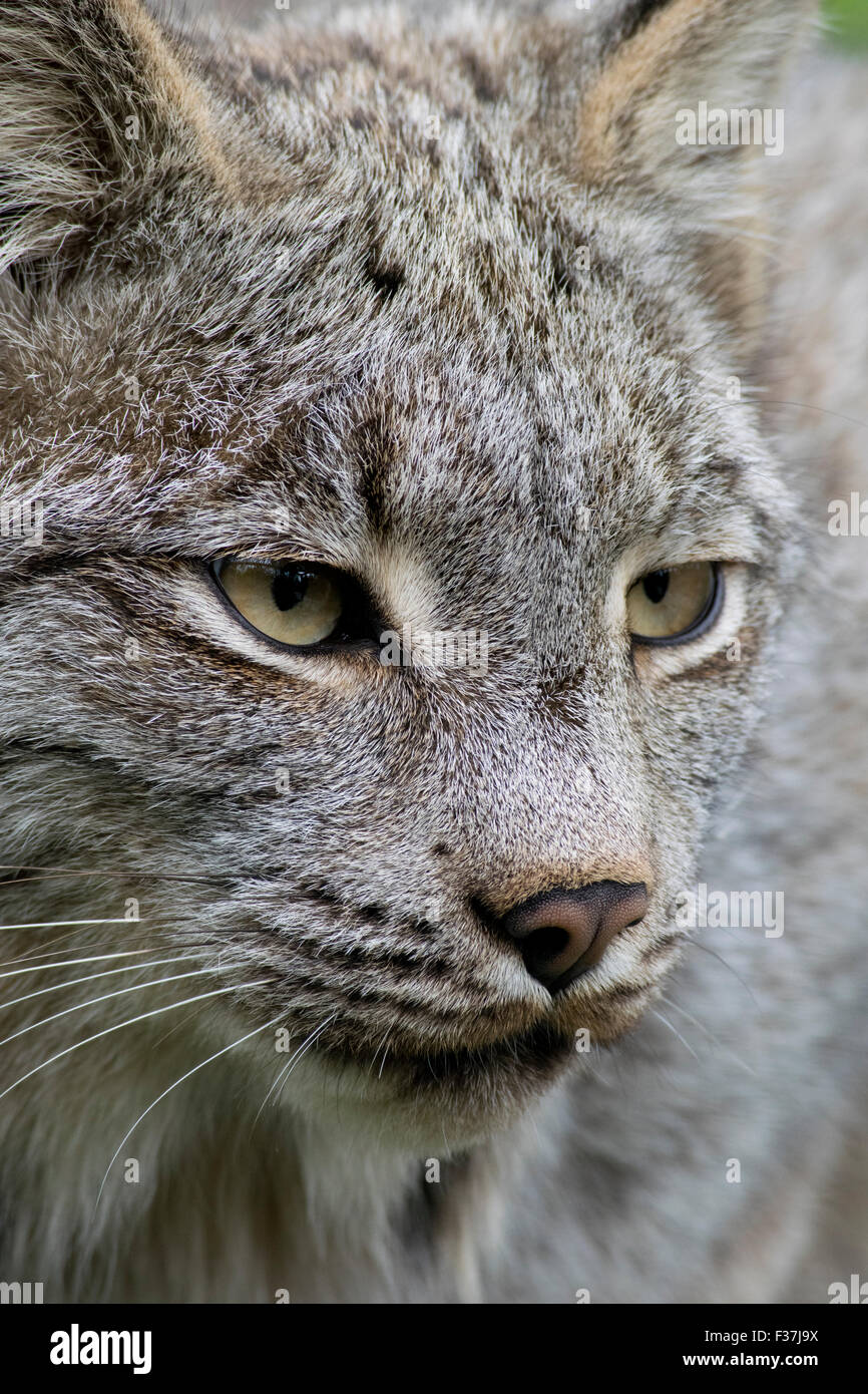 Close-up of a Canadian Lynx Stock Photo - Alamy